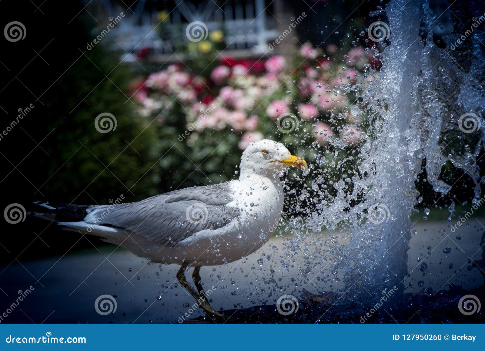 Seagull by the Fountain in a Rose Garden Stock Photo - Image of ...