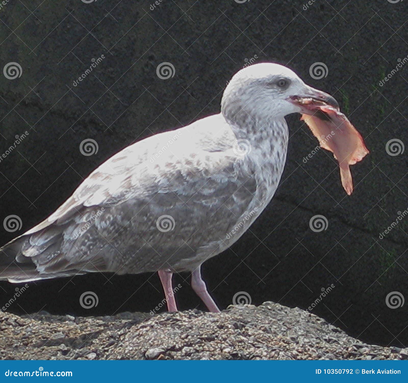 Seagull with fresh fish stock photo. Image of fresh, hunger - 10350792