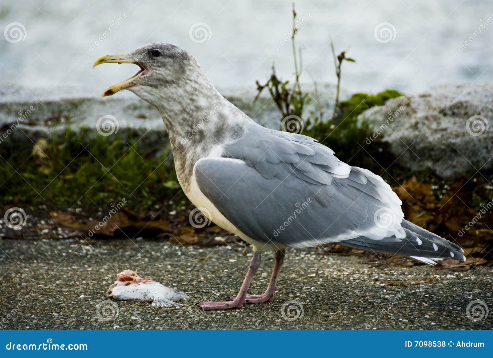 Seagull with Fresh Fish stock photo. Image of green, concrete - 7098538