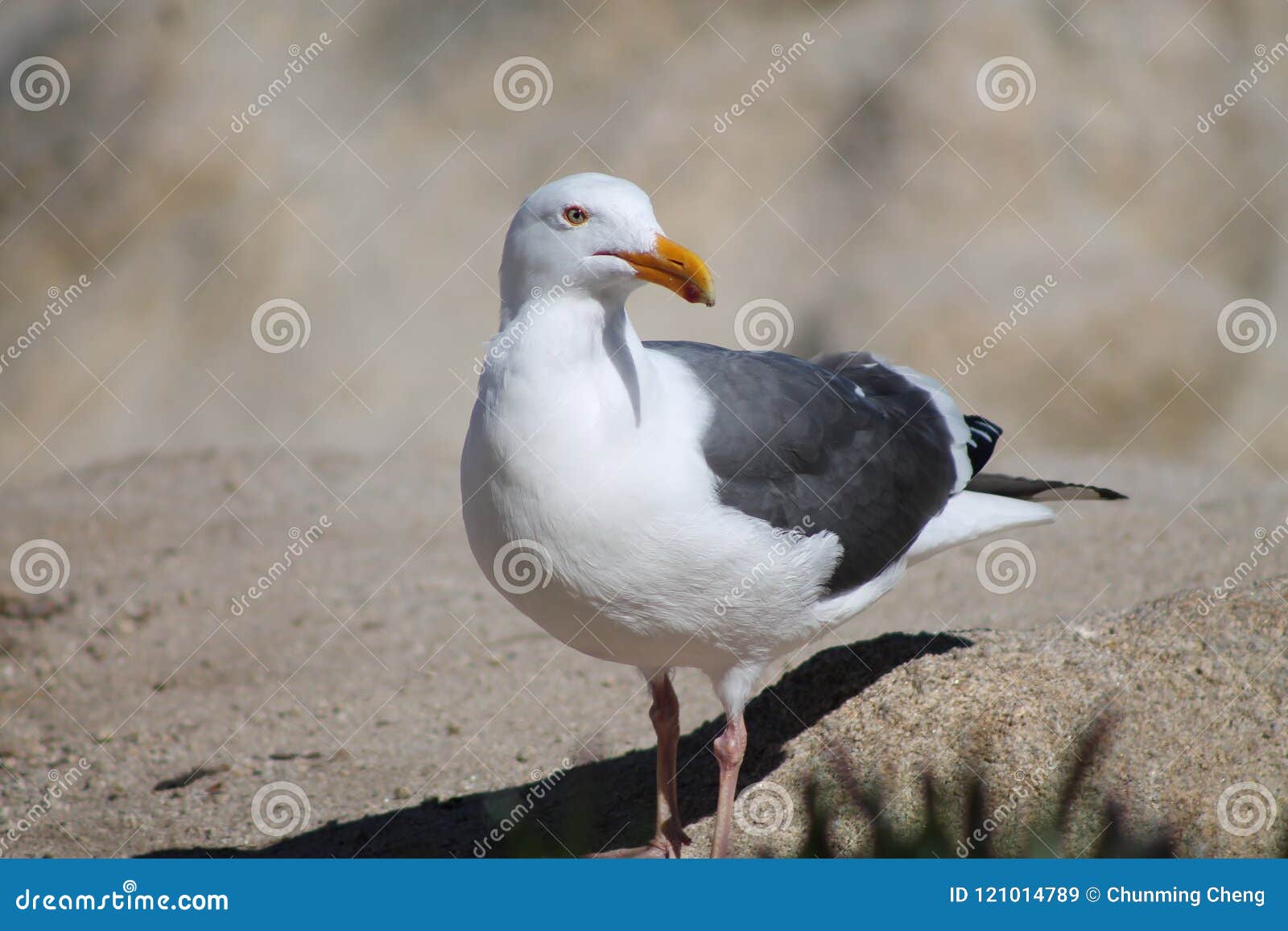 A Seagull in front of sea stock image. Image of birds - 121014789