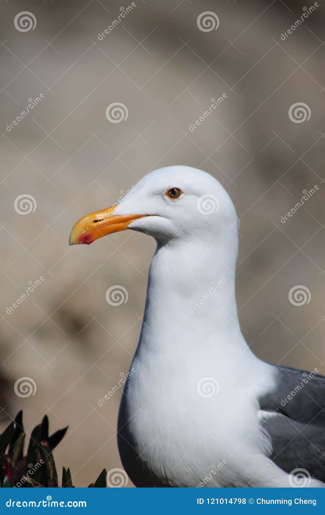 A Seagull in front of sea stock photo. Image of fish - 121014798