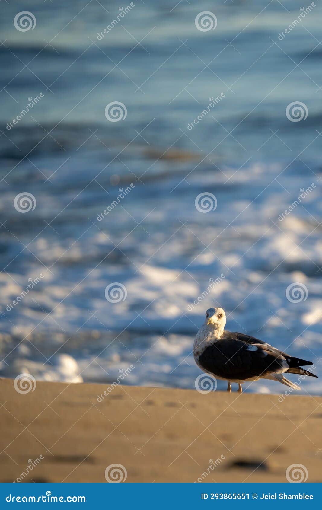 Seagull in front of surf. stock image. Image of water - 293865651