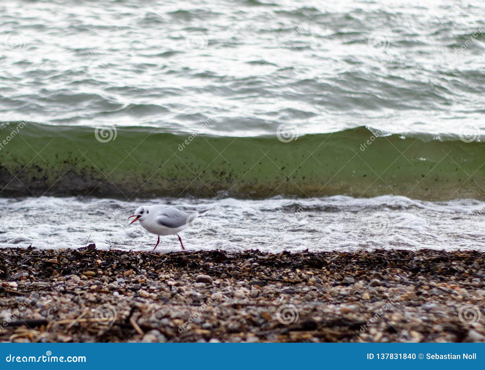 A Seagull in Front of a Wave Stock Photo - Image of ambience, gloomy ...