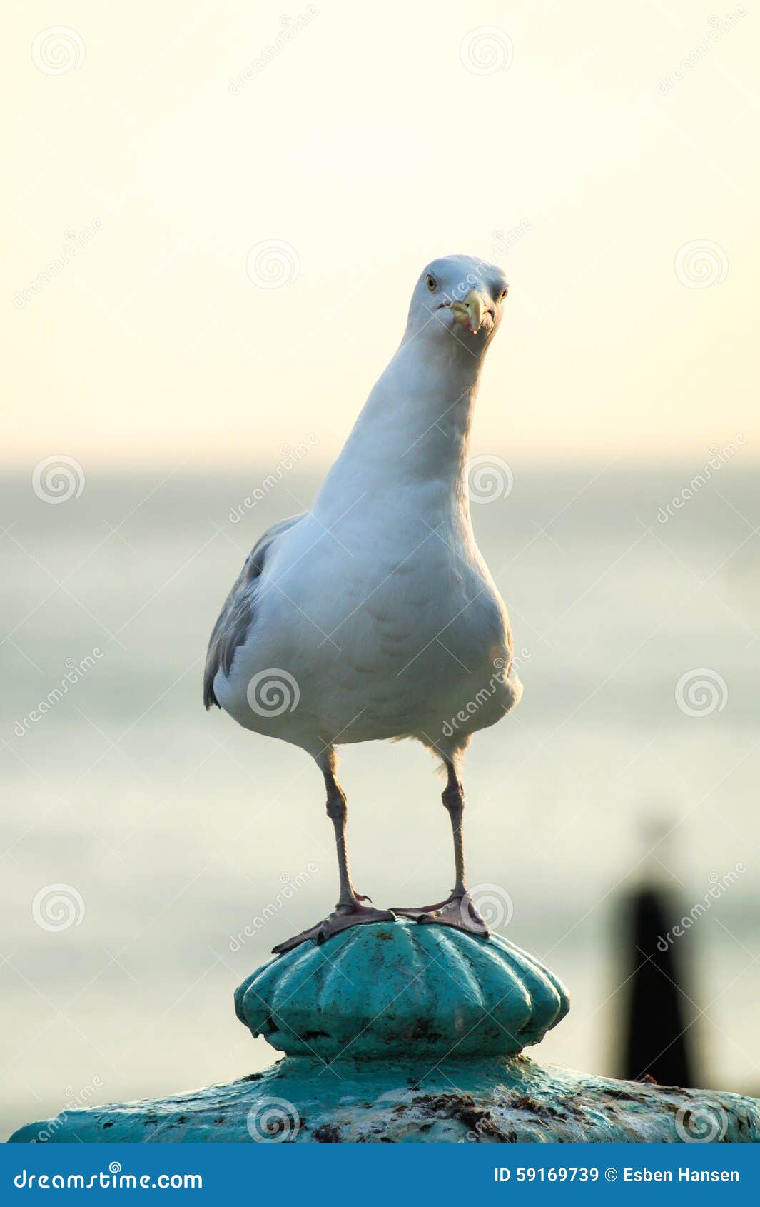 Seagull Pose Wings Spread Stock Photo | CartoonDealer.com #149930694