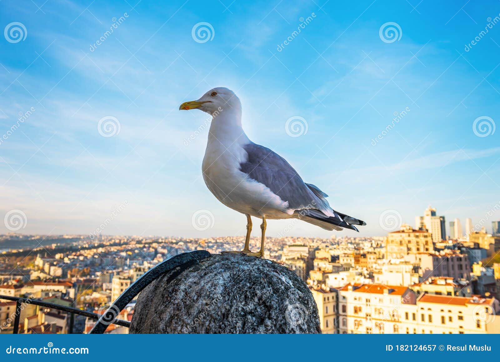 Seagull on Galata Tower. stock image. Image of aerial - 182124657 Seagull on Galata Tower. stock image. Image of aerial - 182124657