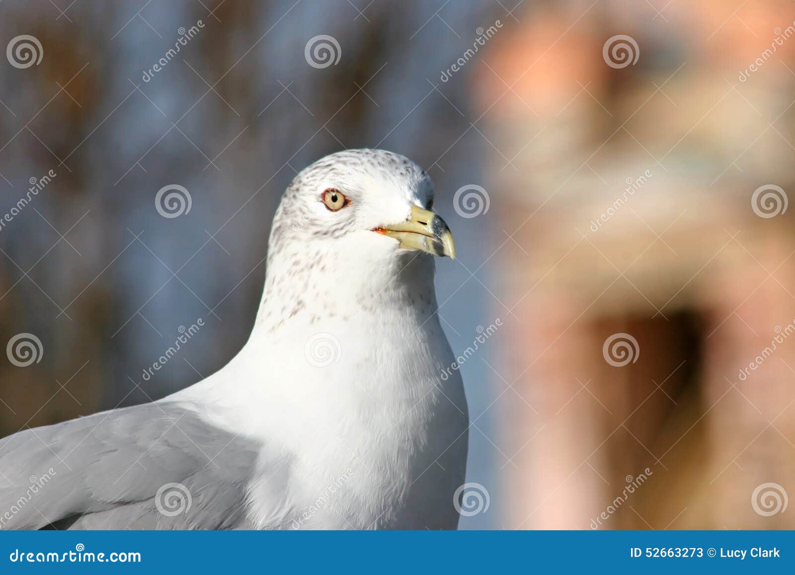 Seagull stock image. Image of looking, seagull, animal - 52663273