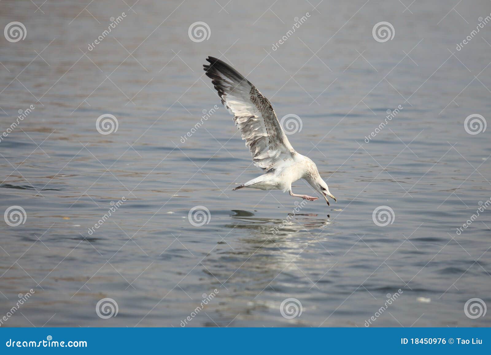 A seagull get his food stock photo. Image of china, seagull - 18450976