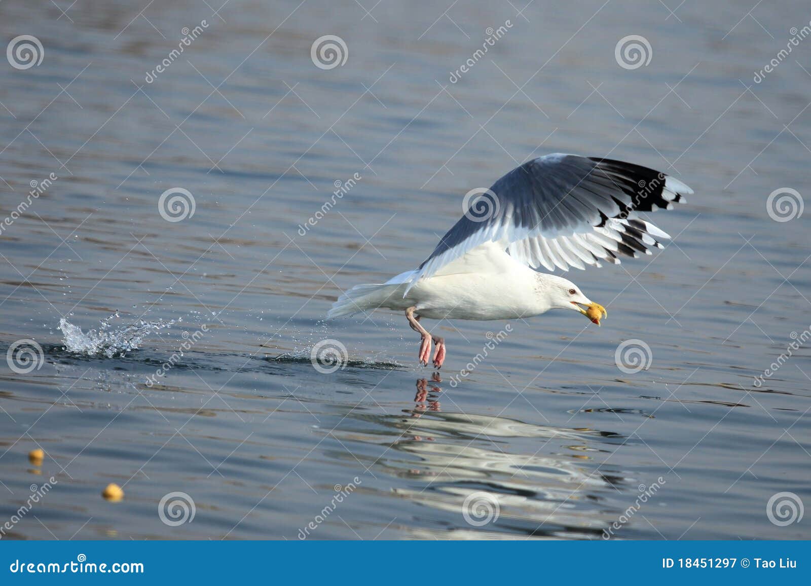 A seagull get his food stock image. Image of china, food - 18451297