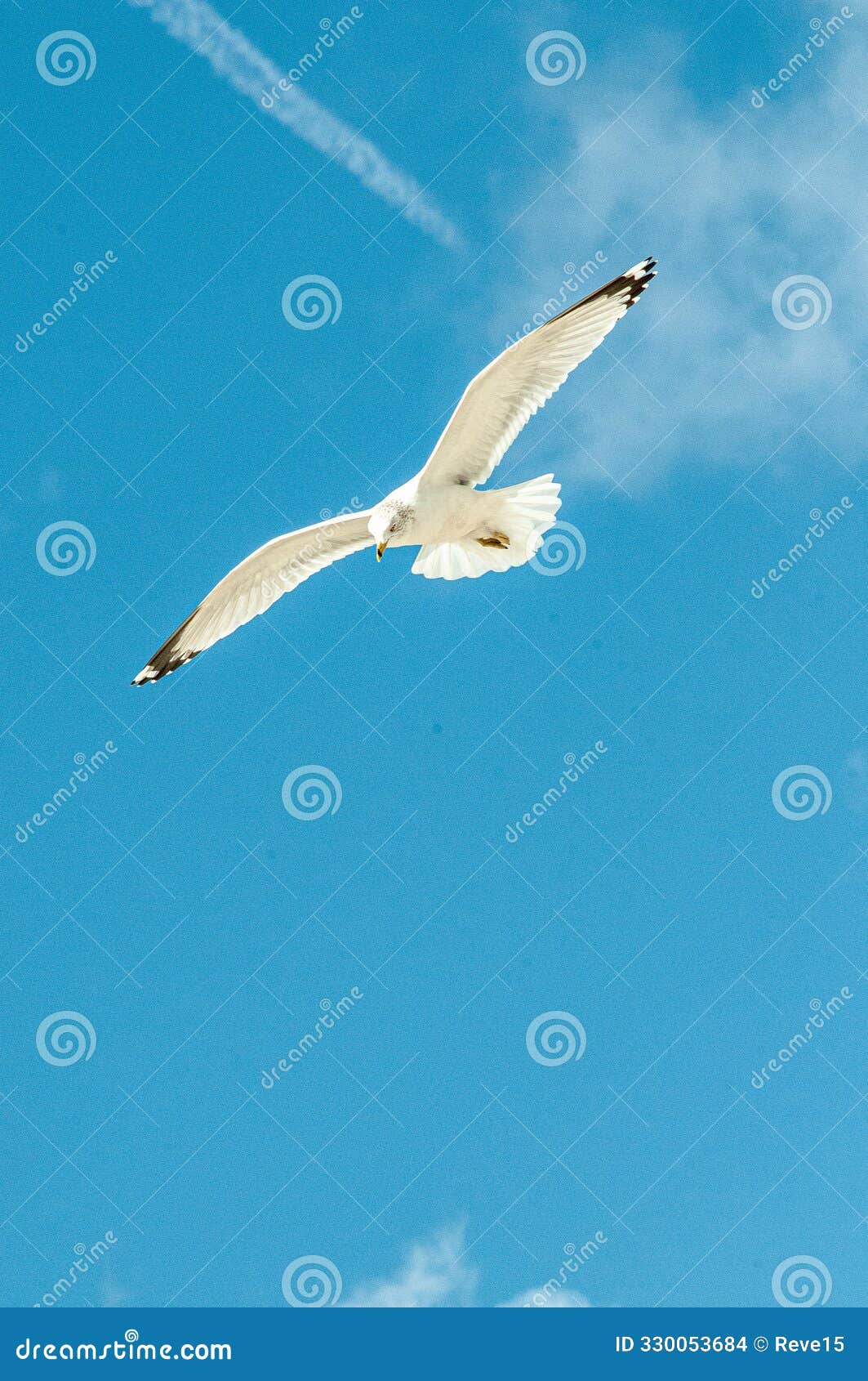 Seagull, Gliding on Strong Wind Stock Photo - Image of strong, gliding ...