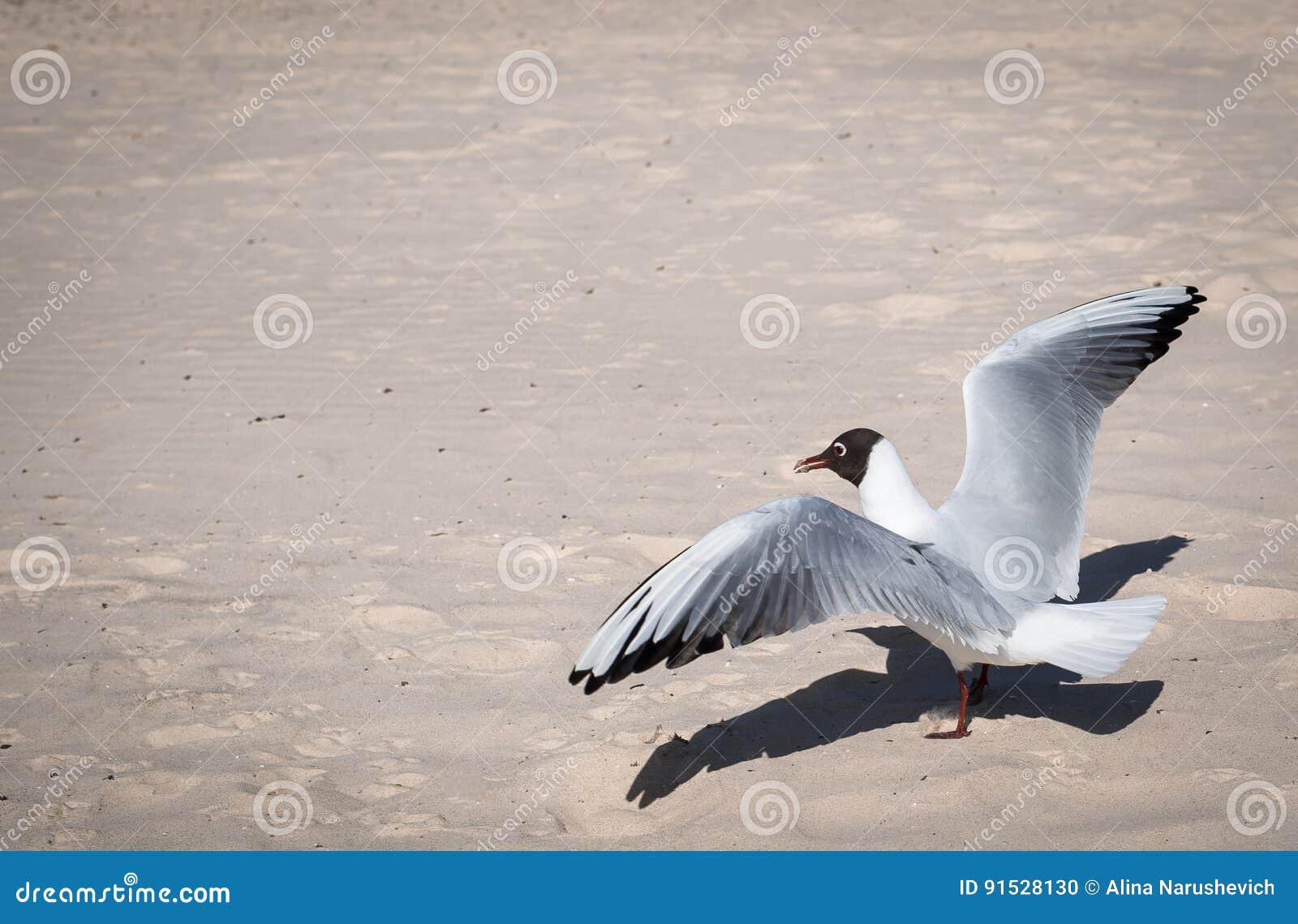 Seagull are Going To Fly - Shadow of Wings on Sand Stock Photo - Image ...