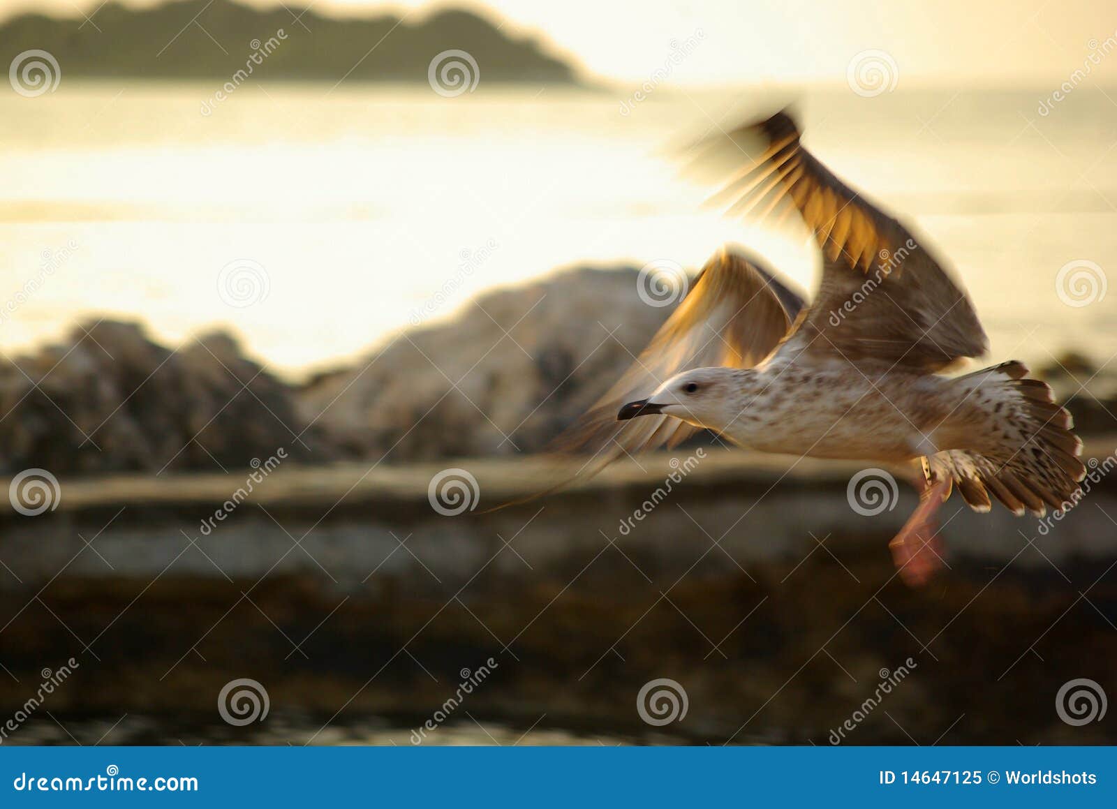 Seagull in golden sunlight stock image. Image of flight - 14647125
