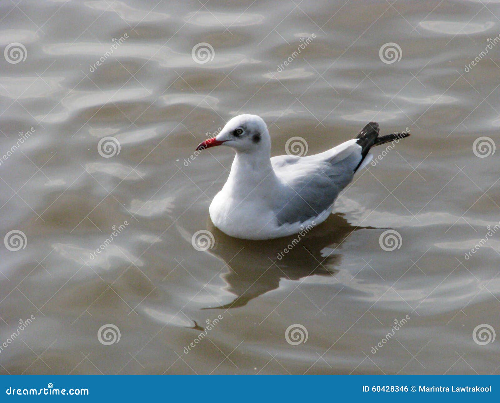 Seagull stock photo. Image of thailand, good, gull, seaboard - 60428346
