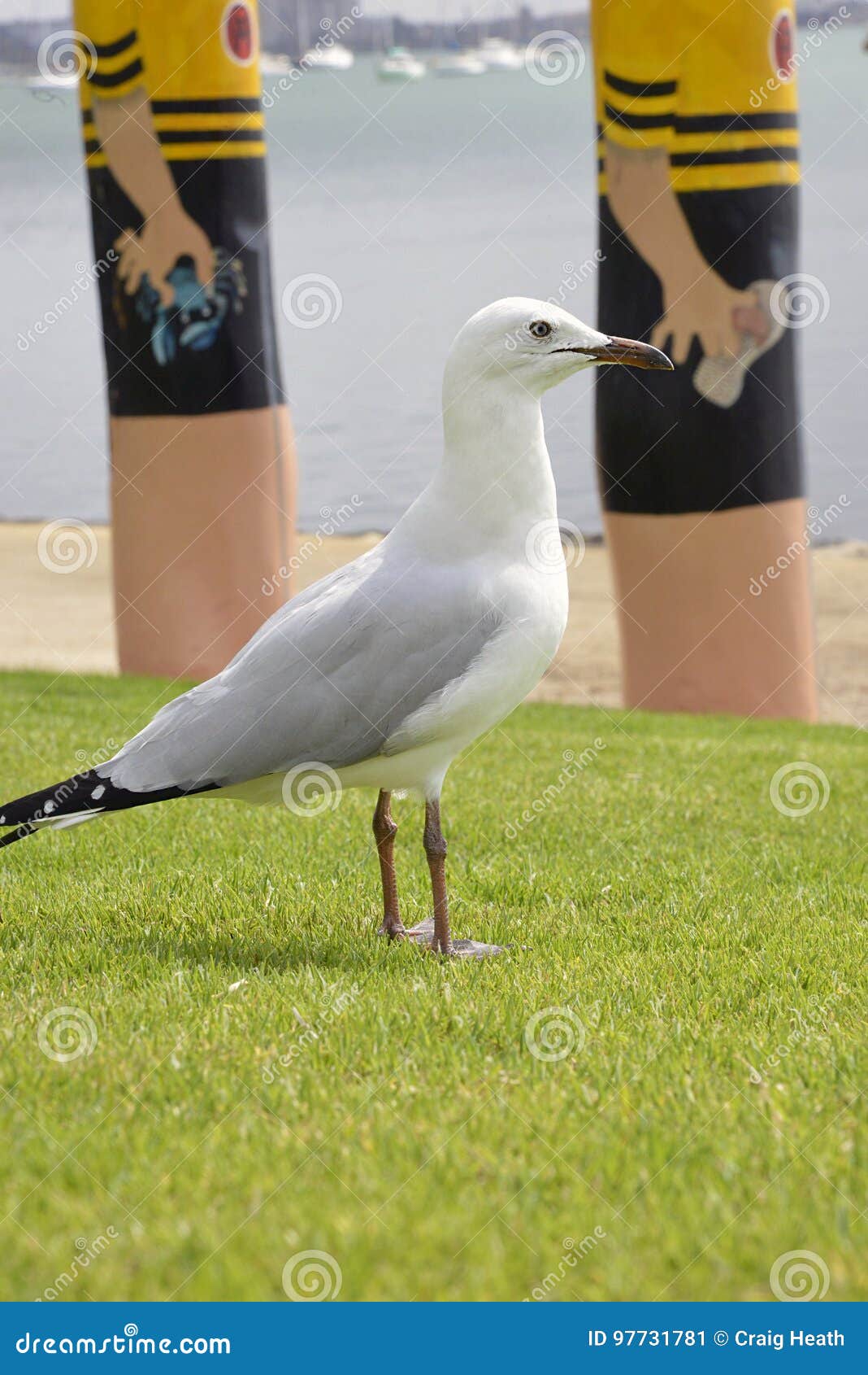 Seagull on the grass stock image. Image of birds, beach - 97731781