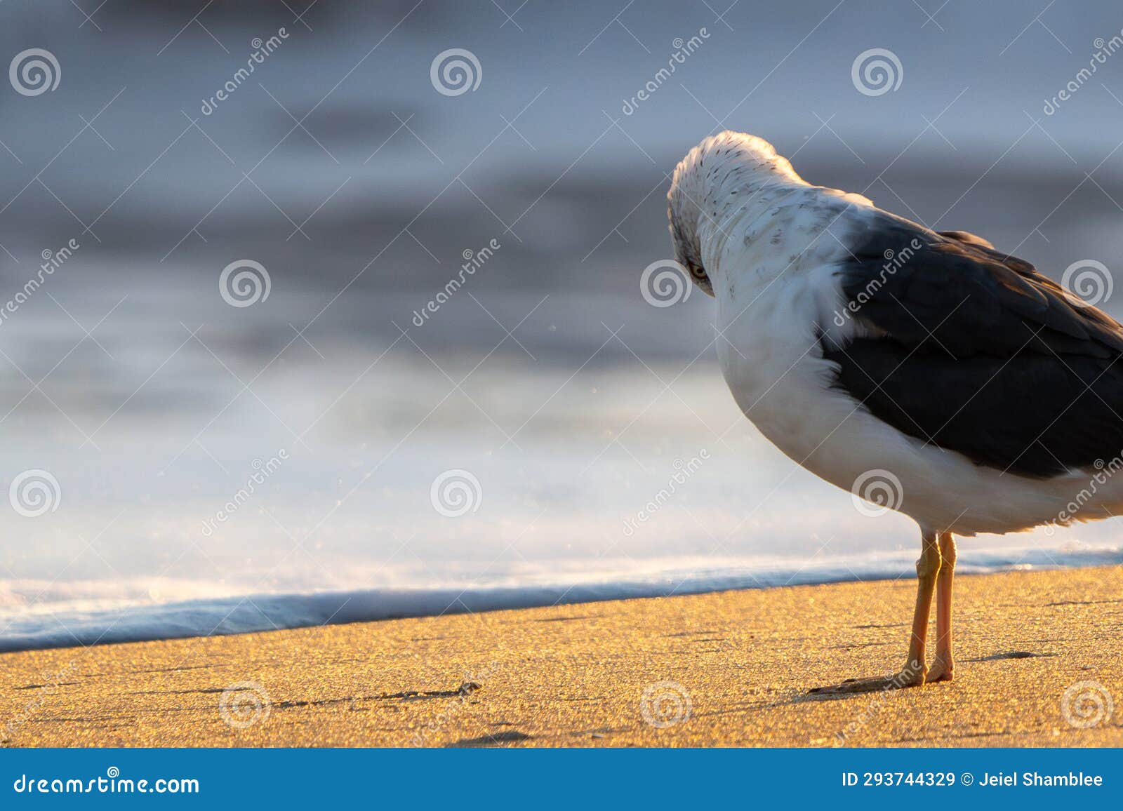 Seagull grooming itself. stock image. Image of sand - 293744329