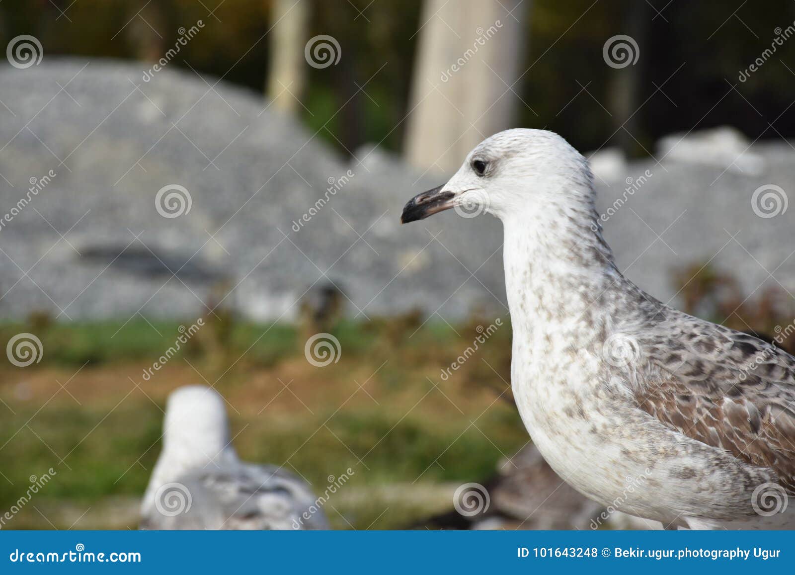 Seagull on the Ground stock photo. Image of advertisement - 101643248