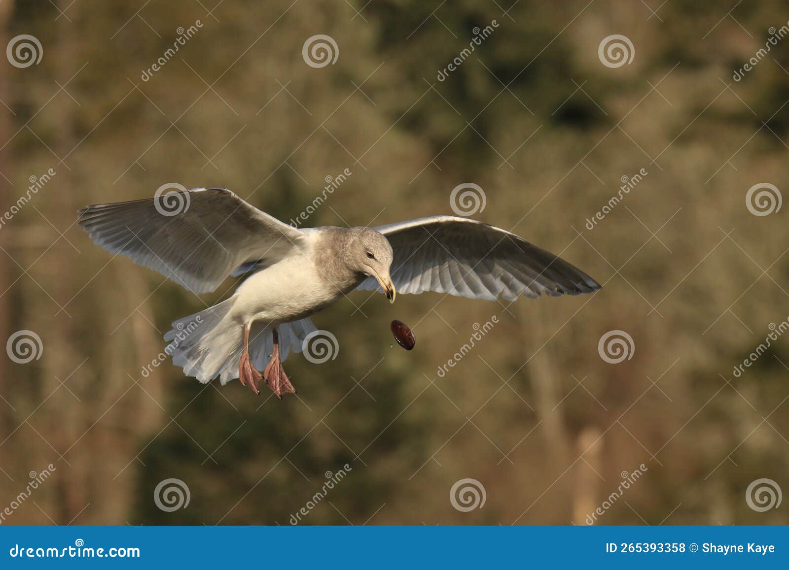 A Seagull or Gull in Flight Dropping a Shellfish Stock Photo - Image of ...