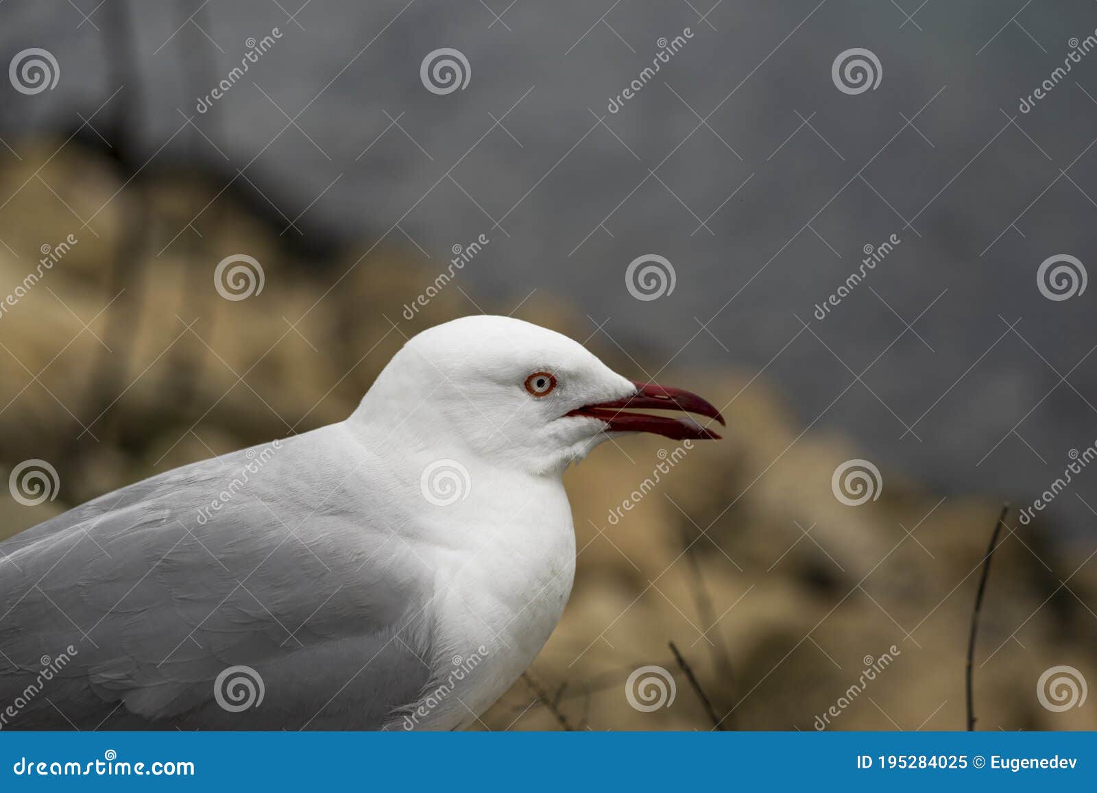 Seagull with Half Open Beak on the Coastal Shore Stock Image - Image of ...