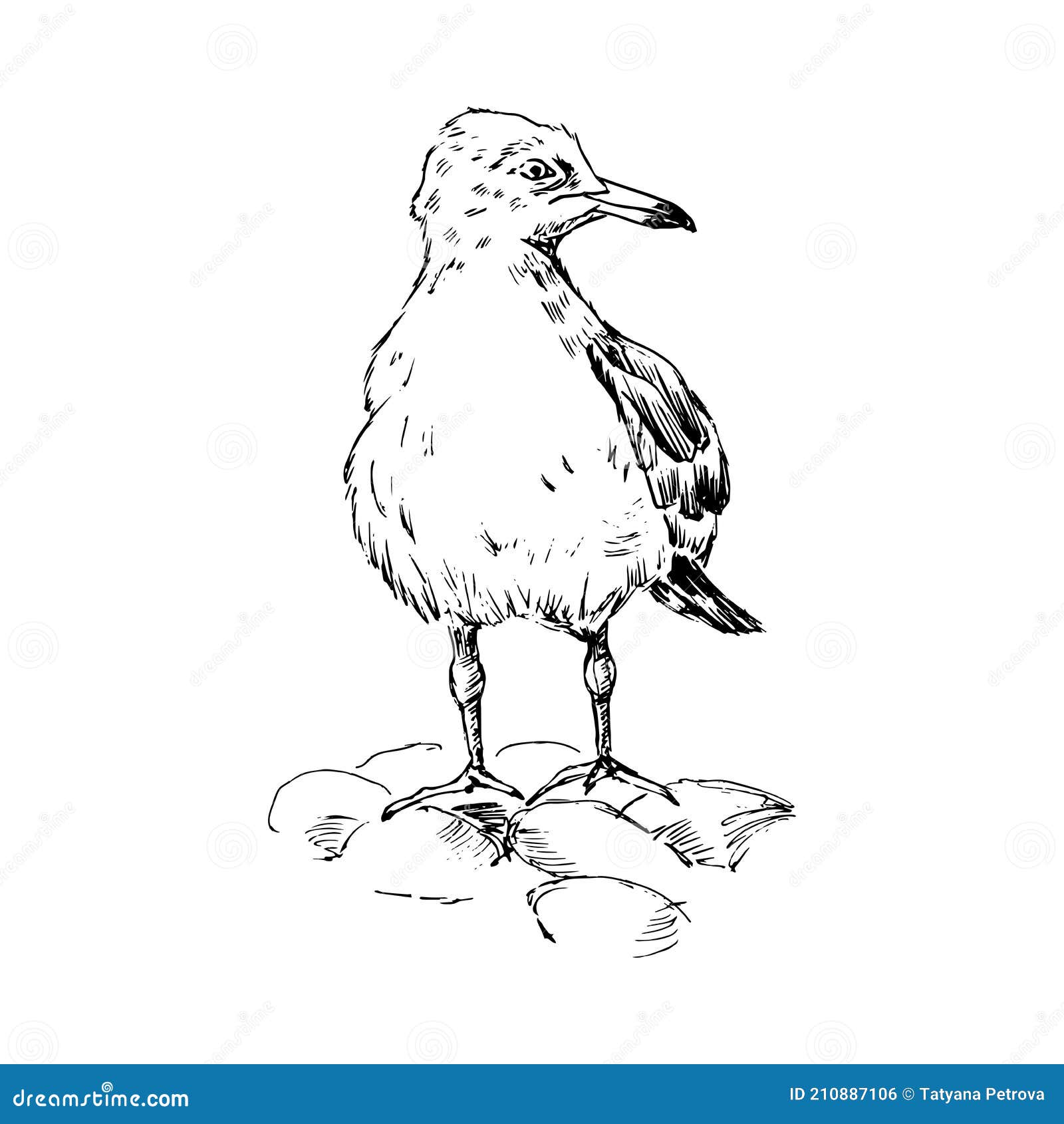 Seagull. Hand-drawn in Sketch Style. Vector Illustration, Isolated on ...