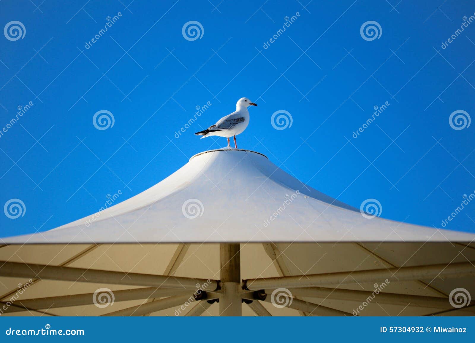 Seagull at Harbor stock photo. Image of white, cute, umbrella - 57304932