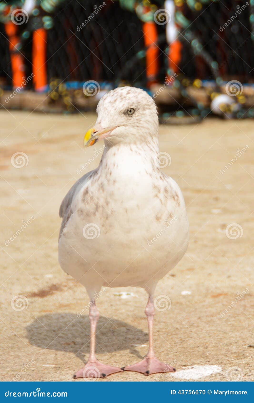 Seagull stock photo. Image of herring, looking, argentatus - 43756670