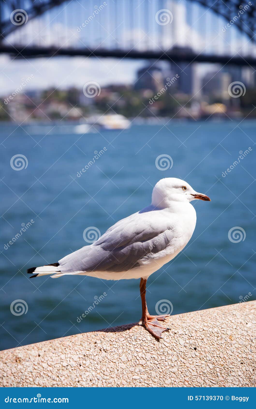 Seagull in the harbour stock photo. Image of nature, ocean - 57139370