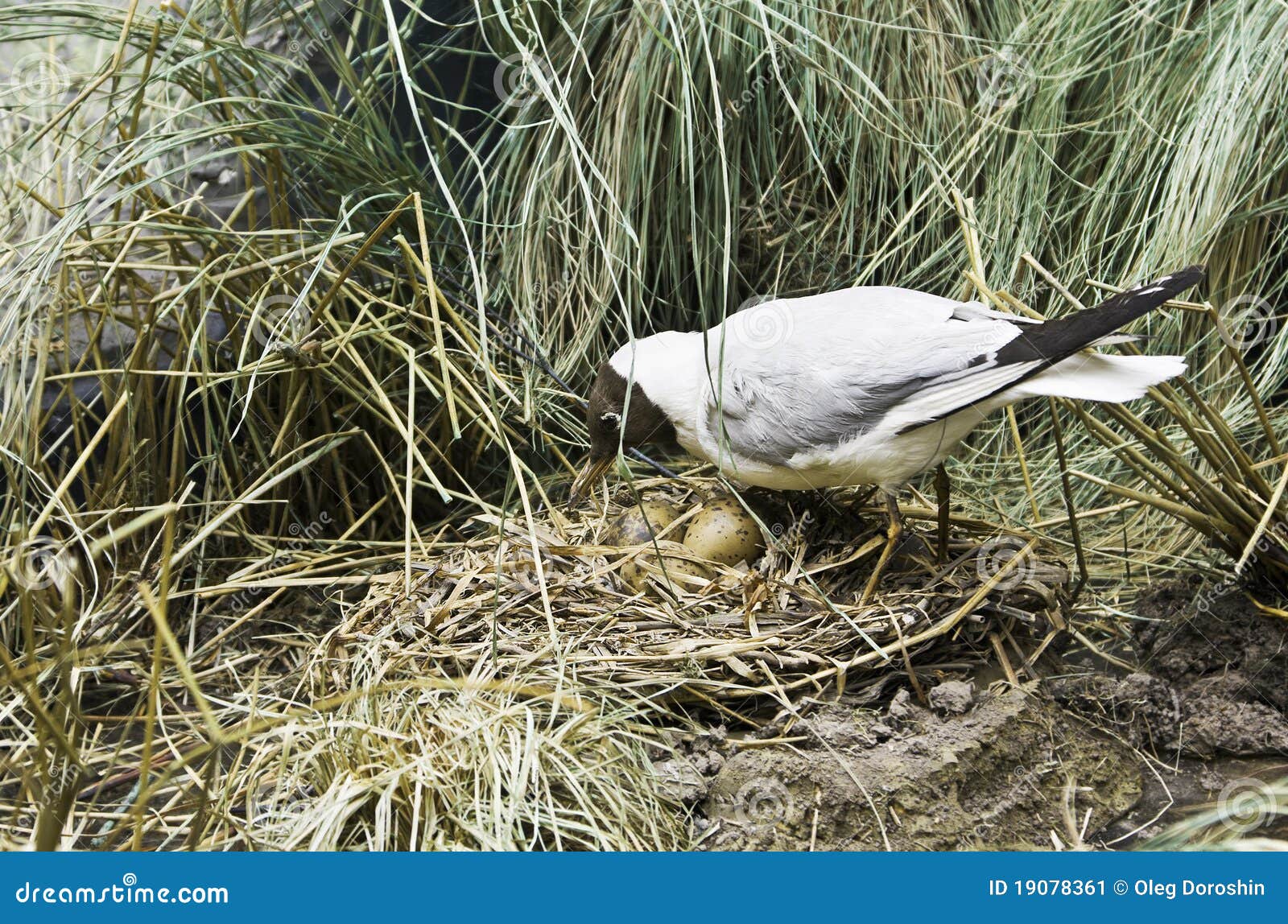 Seagull hatches out eggs stock image. Image of care, generation - 19078361