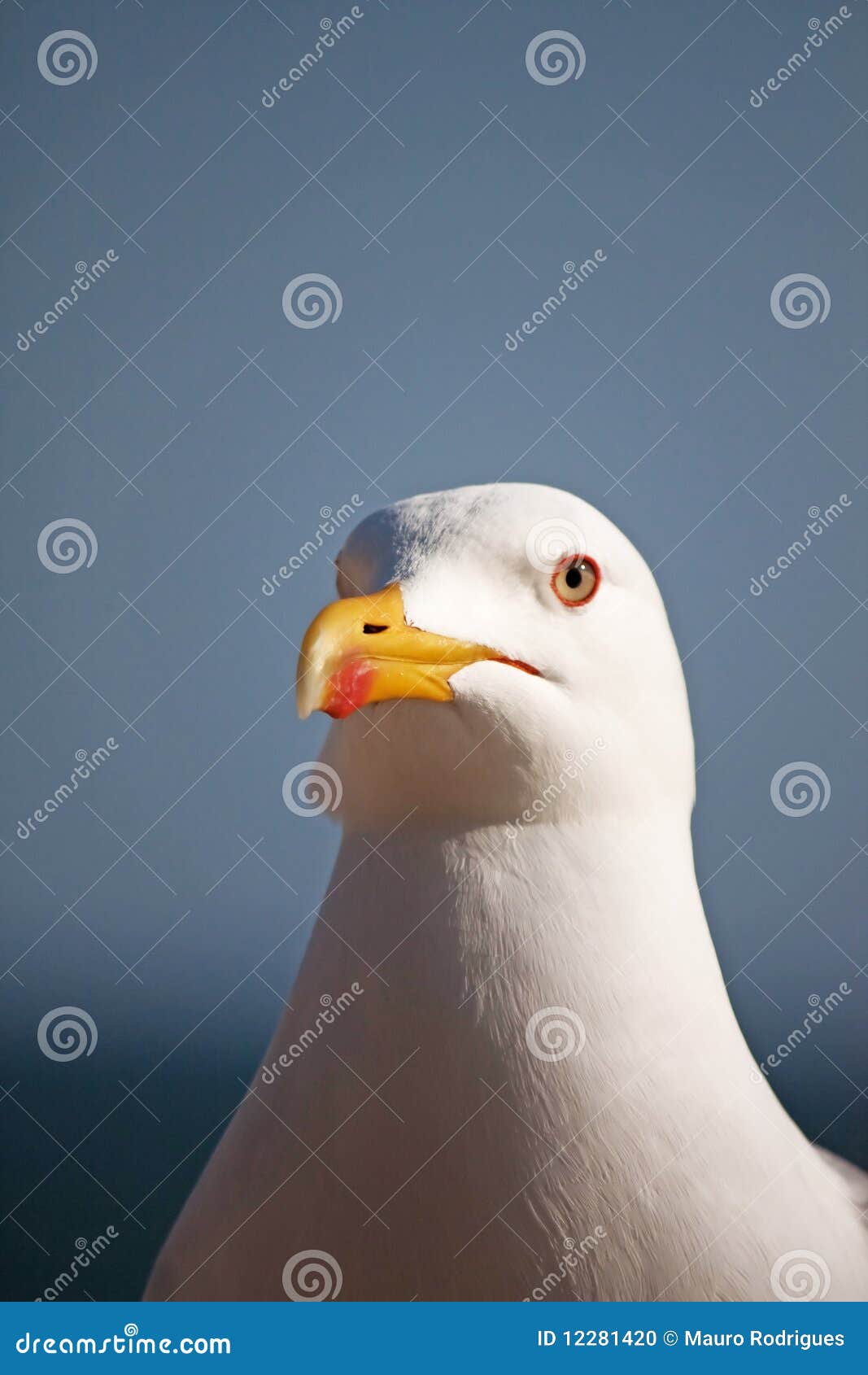 Seagull head stock photo. Image of wings, standing, watching - 12281420