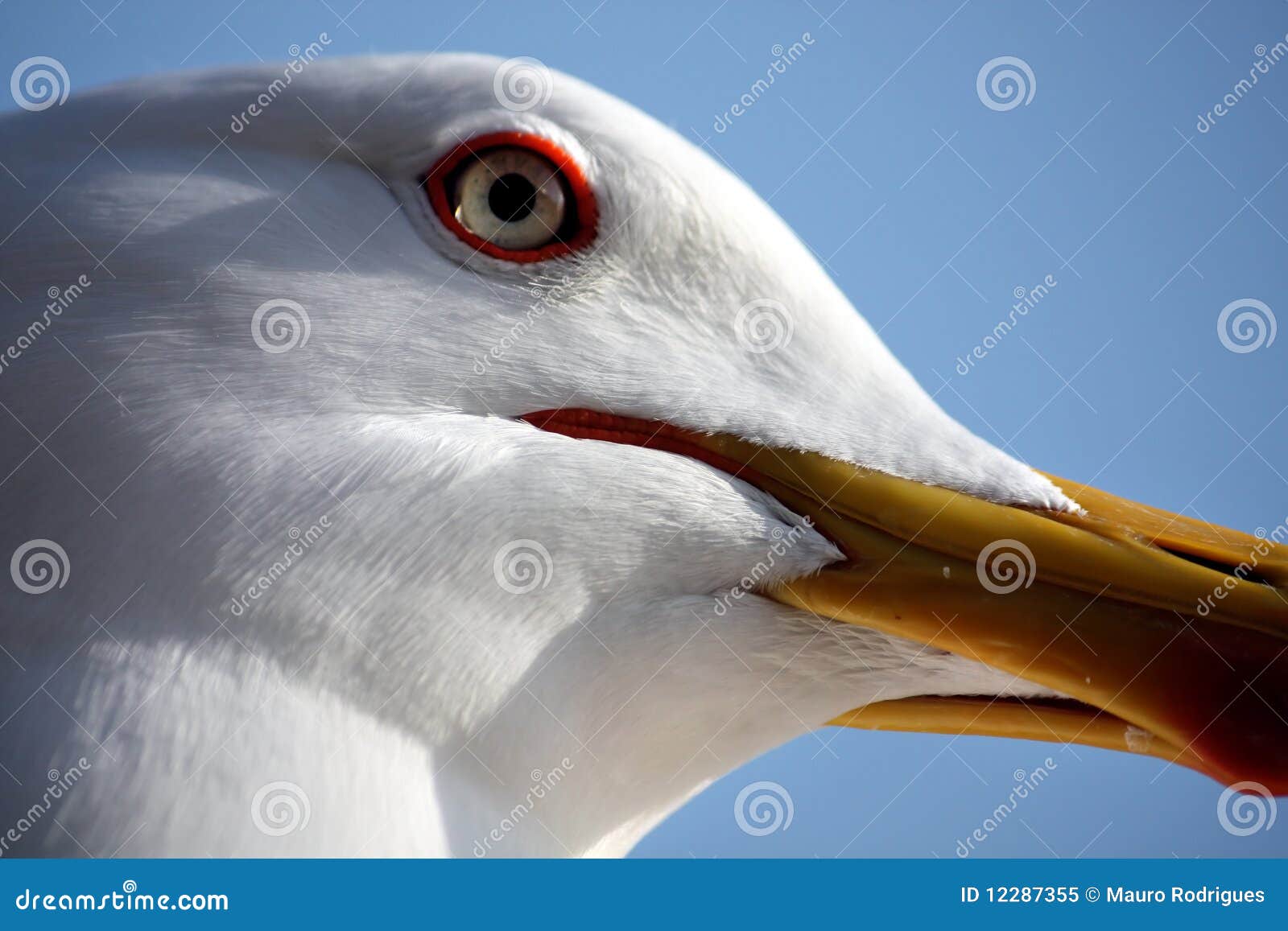 Seagull head stock image. Image of marine, close, orange - 12287355
