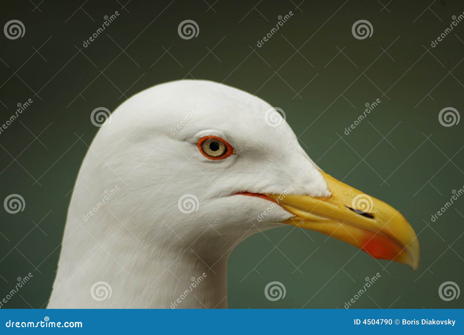 Seagull head stock photo. Image of fishing, ocean, seagull - 4504790