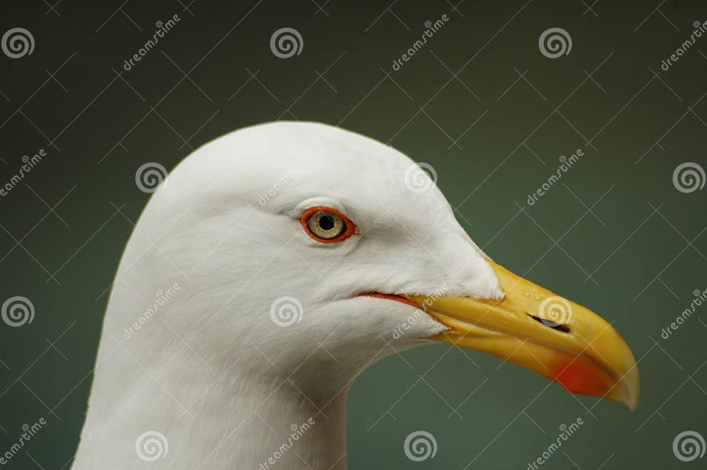 Seagull head stock photo. Image of fishing, ocean, seagull - 4504790