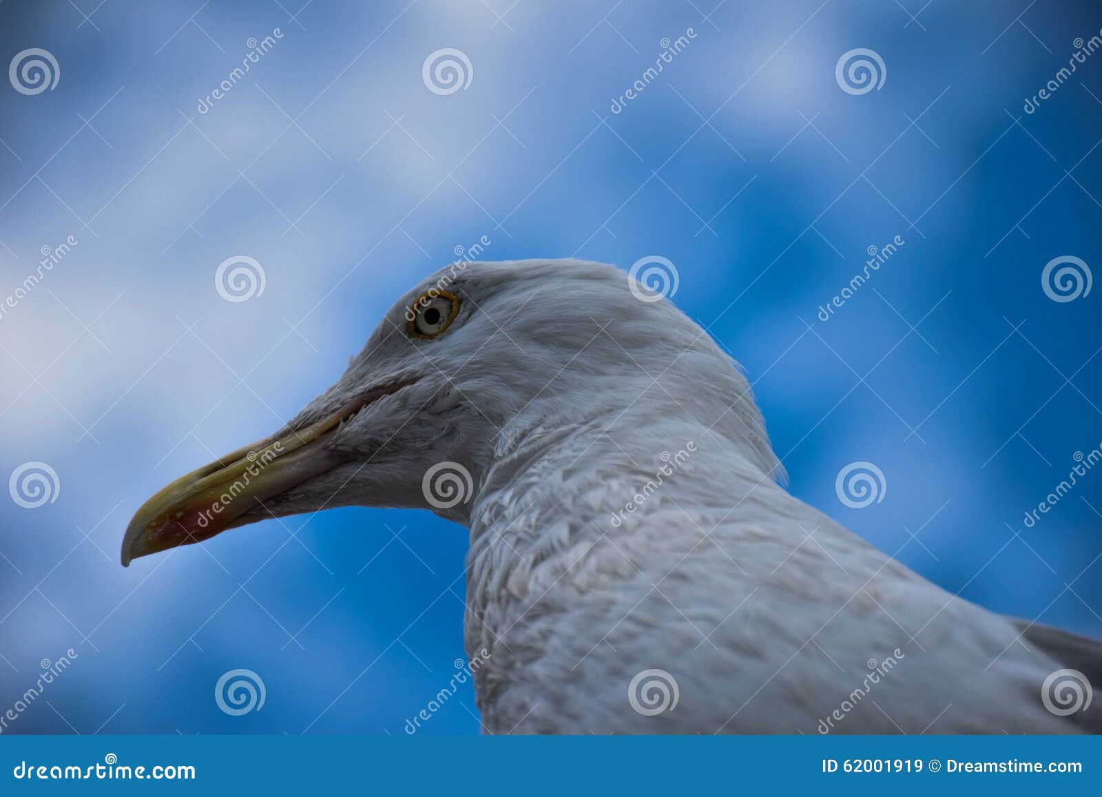 Seagull head stock image. Image of seagull, close, yellow - 62001919