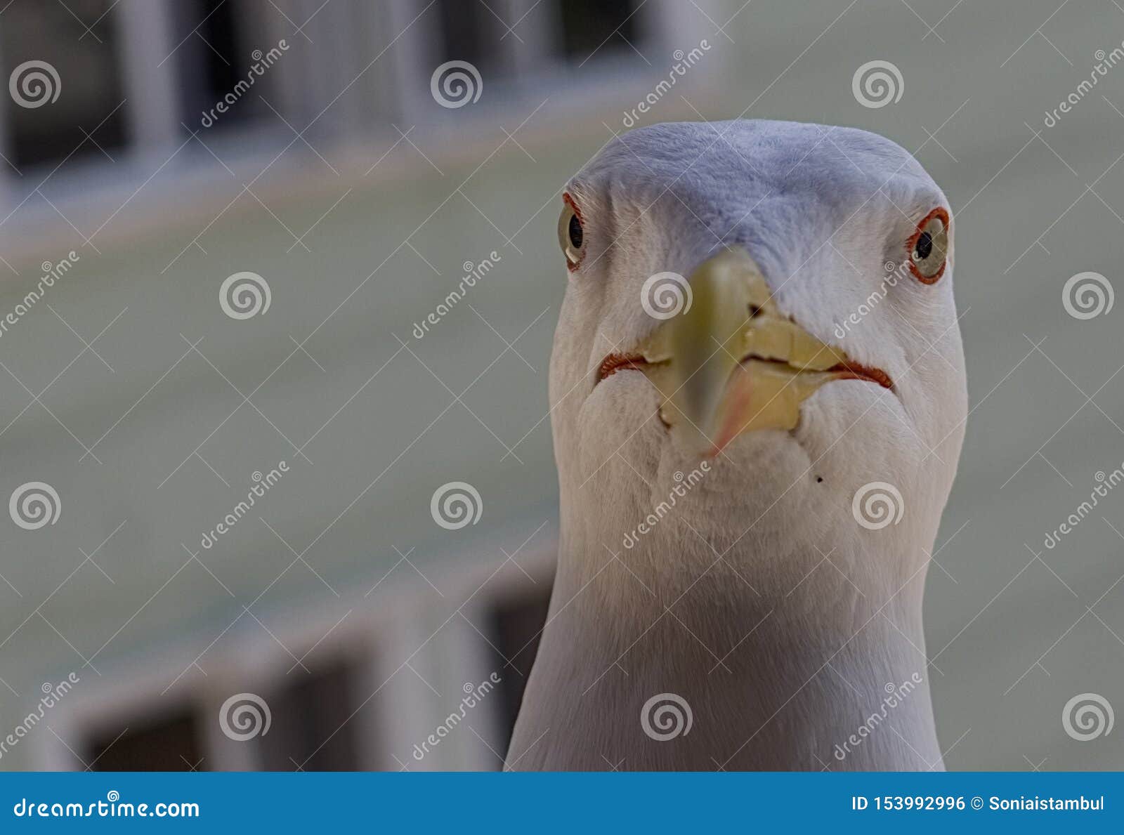 Seagull head close up stock photo. Image of focus, feathers - 153992996