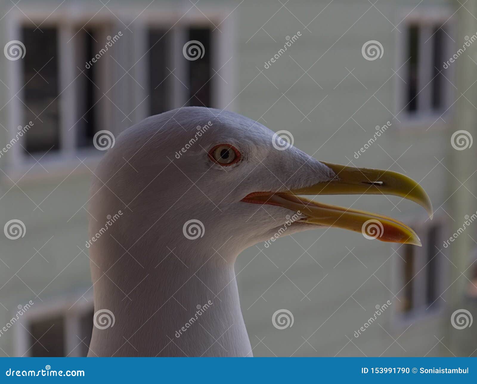 Seagull head close up stock photo. Image of beauty, larus - 153991790