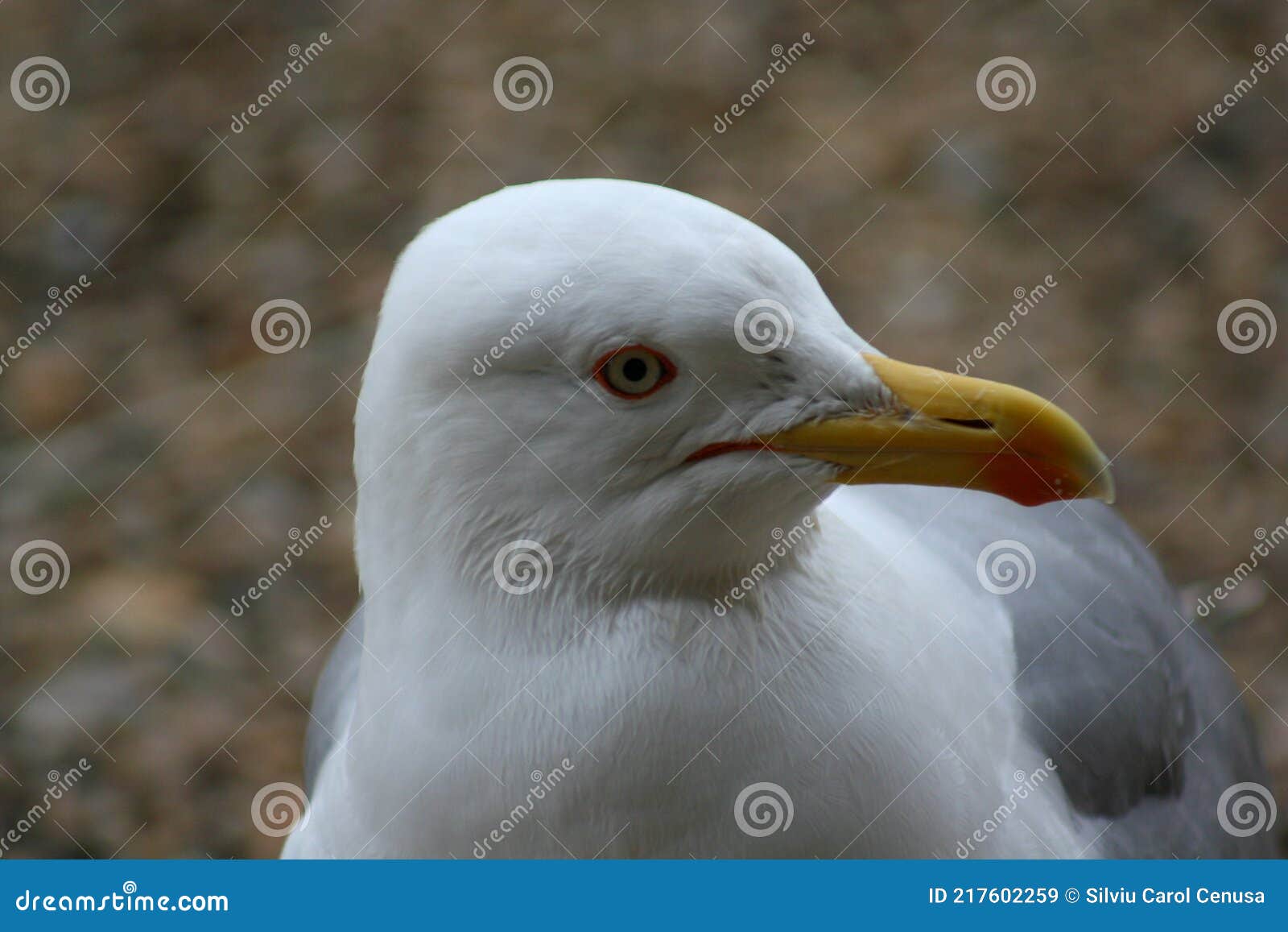 Seagull Head Close-up Side View of it Stock Image - Image of closeup ...