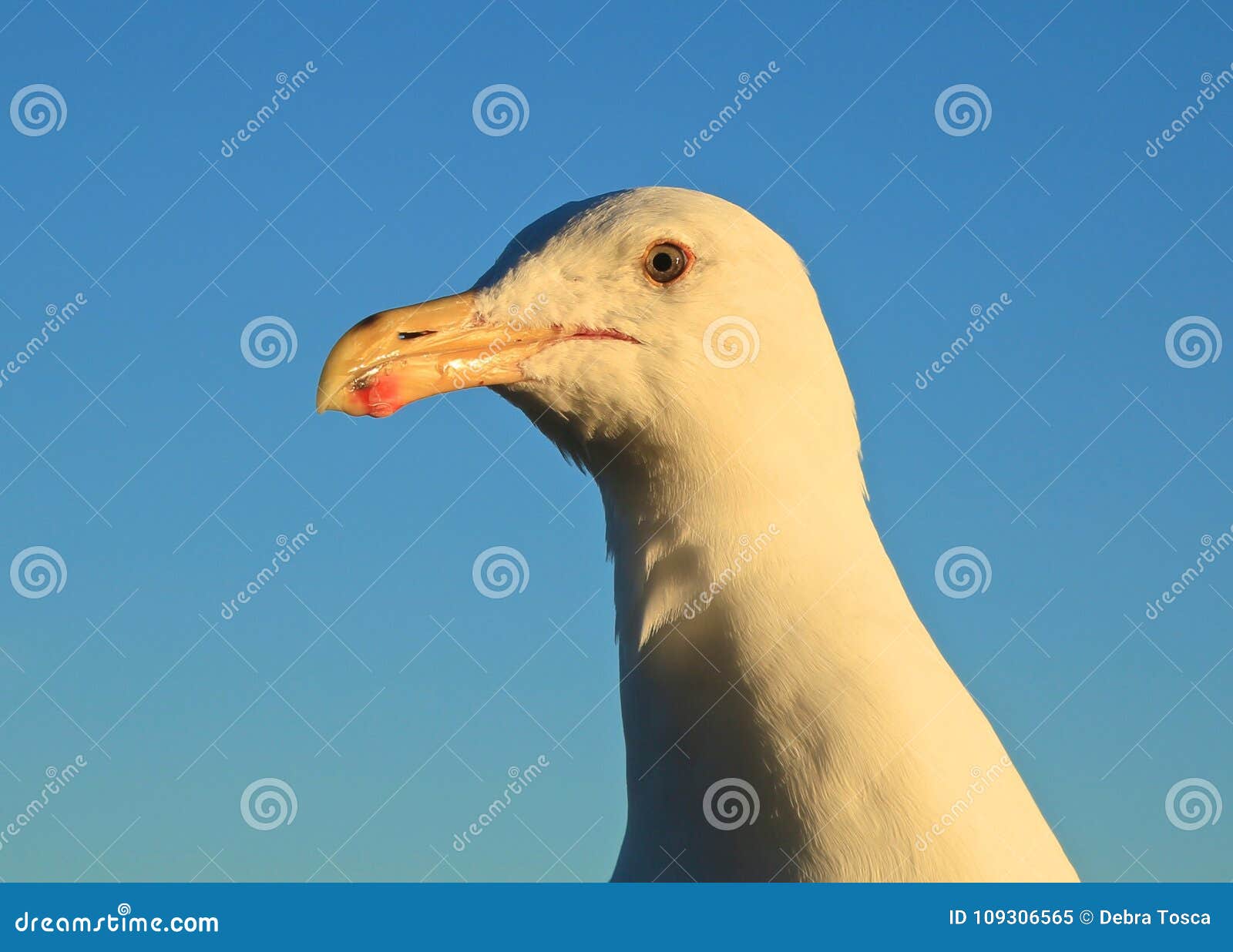 Seagull head portrait stock image. Image of head, large - 109306565