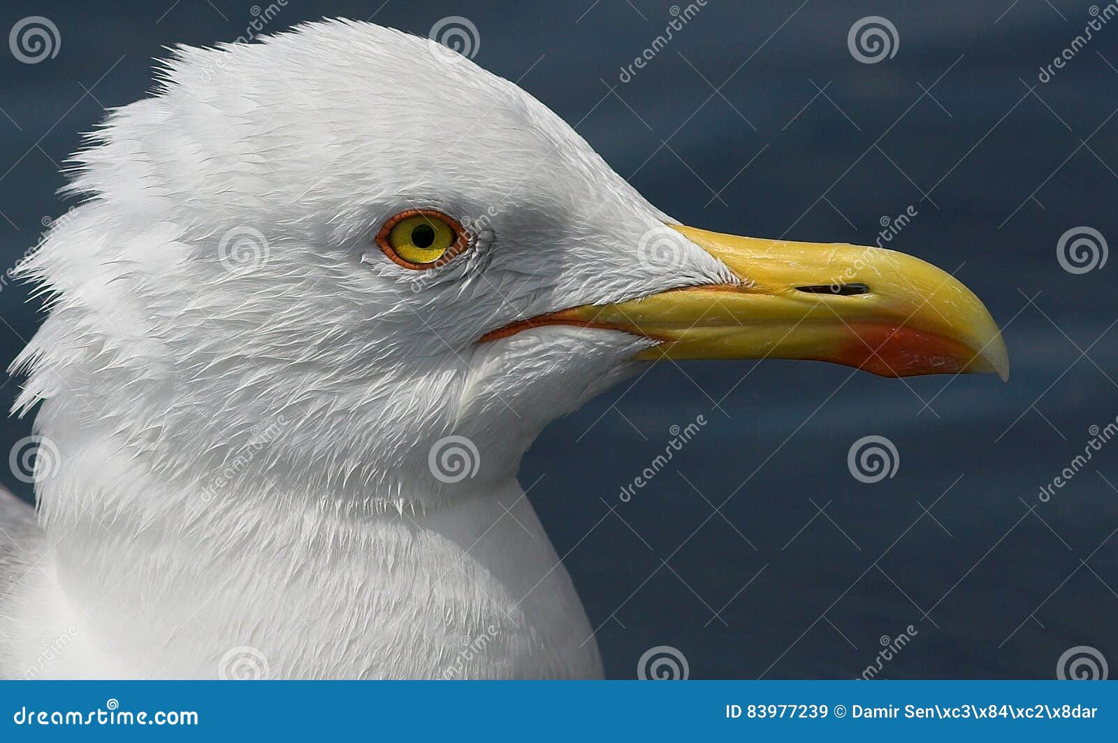 Seagull head stock image. Image of seagull, animal, nature - 83977239