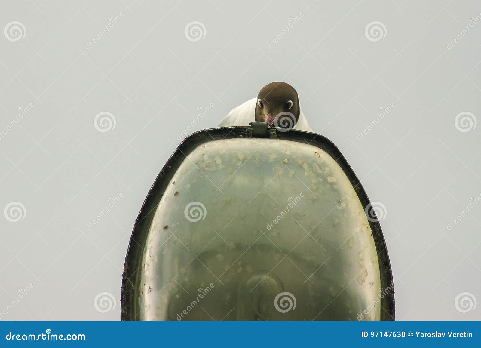 Seagull Hiding Behind the Utility Pole with Lantern Stock Photo - Image ...