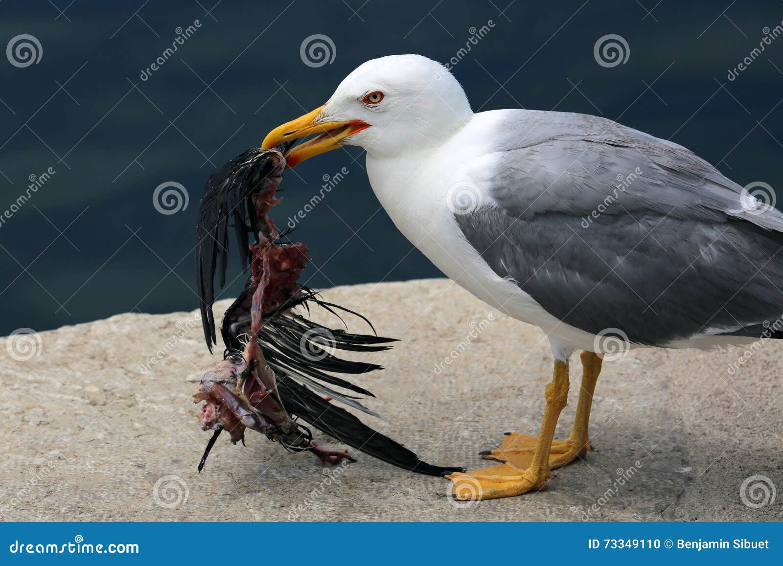 Seagull Holding a Dead Bird in Its Beak Stock Photo - Image of grey ...