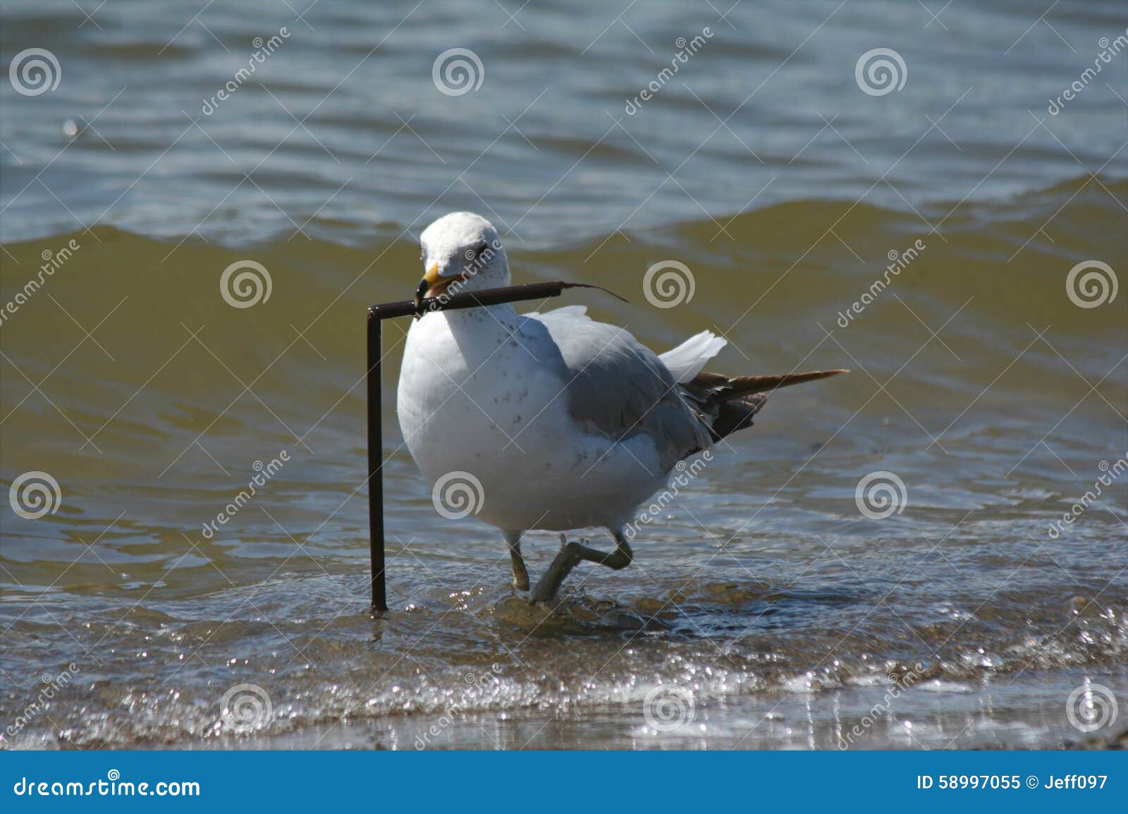 342 Seagull Holding Photos - Free & Royalty-Free Stock Photos from ...