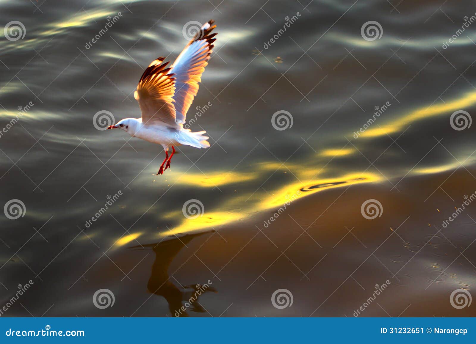 Seagull Hover stock image. Image of outdoor, bird, morning - 31232651