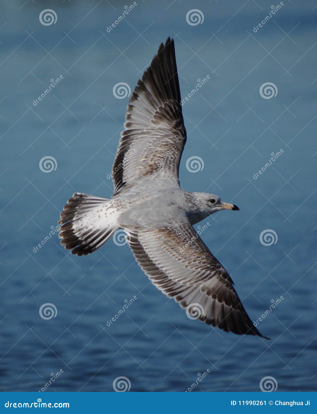 Seagull hovering stock image. Image of close, lake, water - 11990261