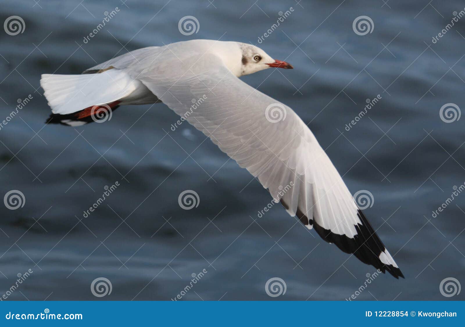 Seagull is Hovering Over the Ocean Stock Photo - Image of seagull ...