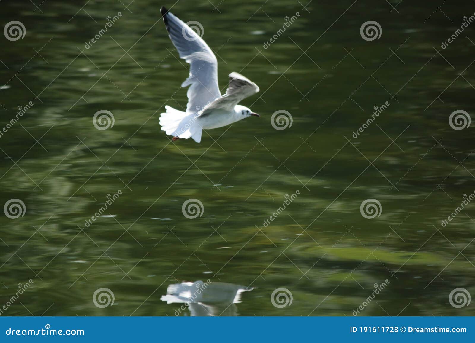 Seagull Hovering Over Water. Seagull in Flight Stock Photo - Image of ...