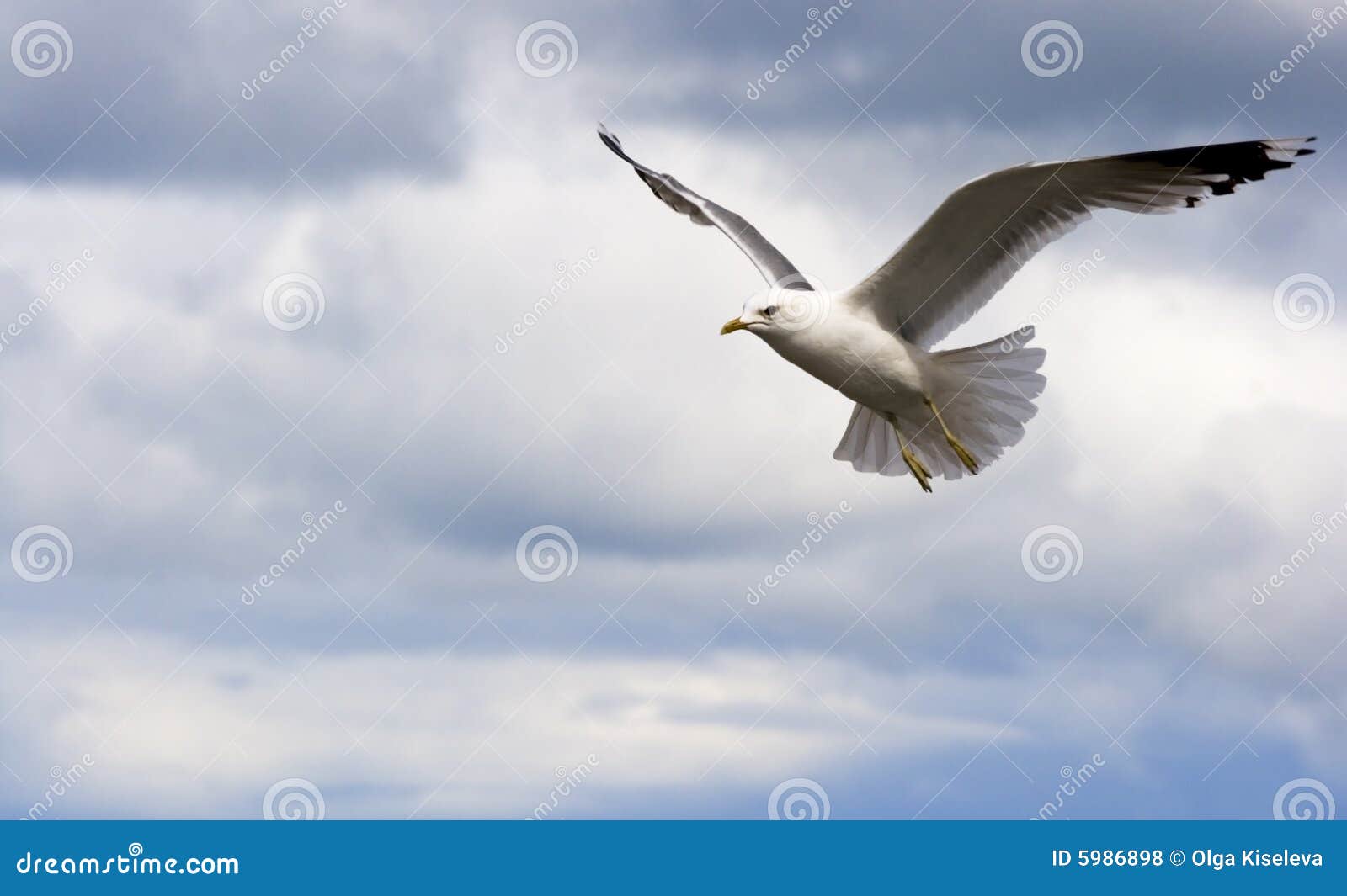 Seagull Hovering in the Sky Stock Photo - Image of angular, infinity ...