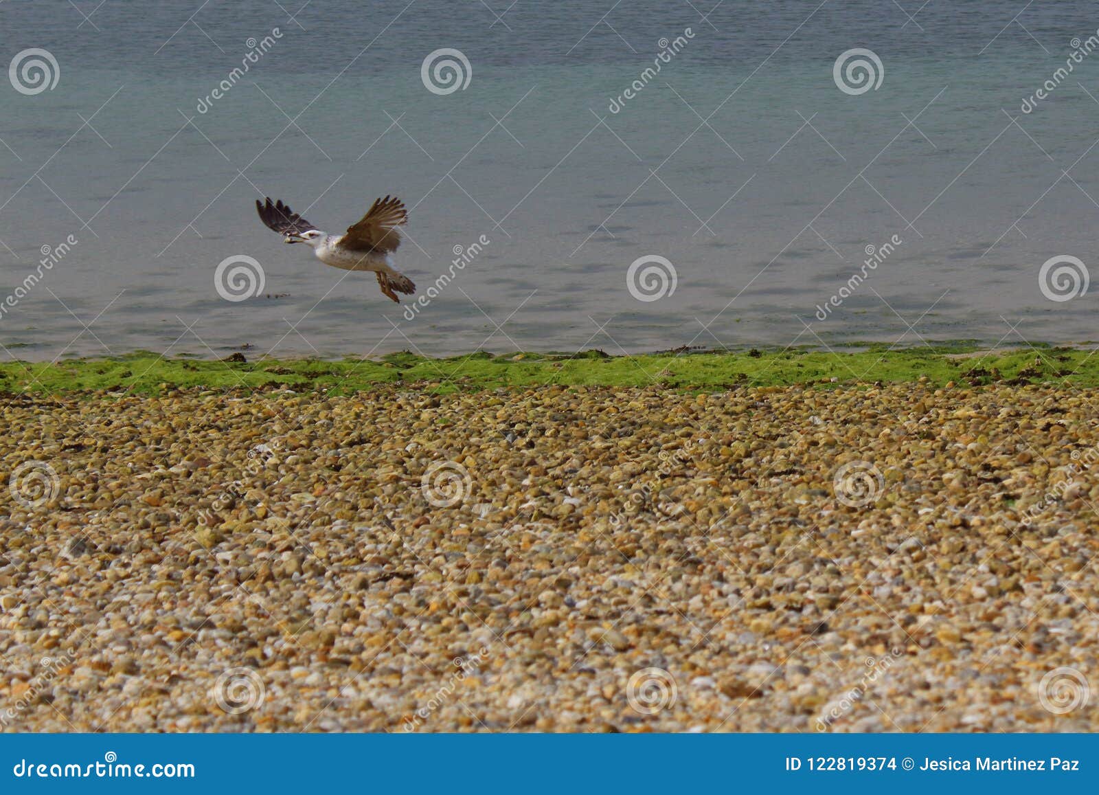 Seagull hunting in flight. stock photo. Image of bird - 122819374