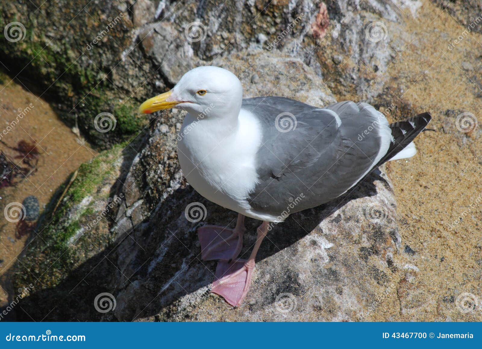 Seagull Hunting for Food on the Ground Stock Photo - Image of wings ...