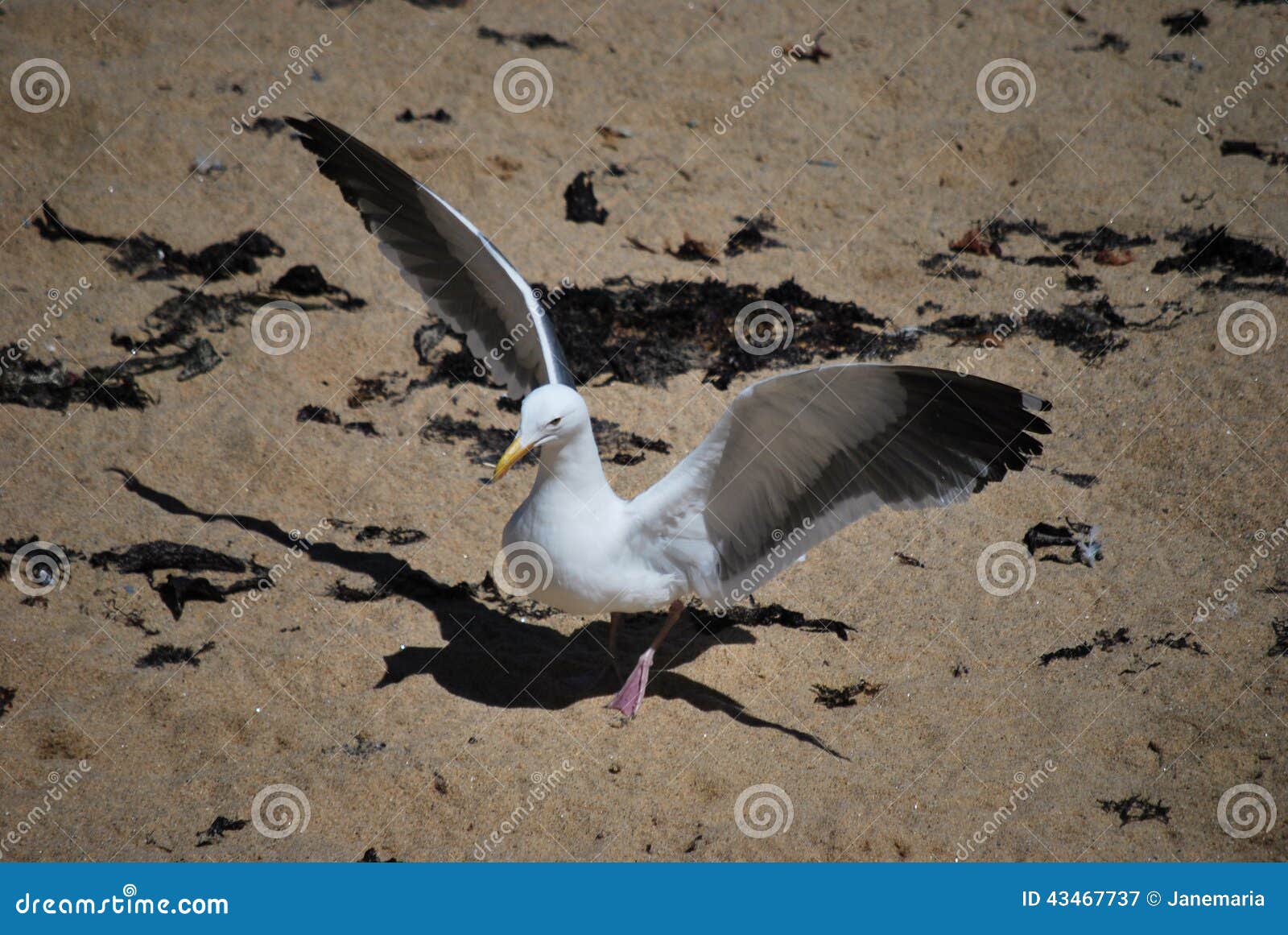 Seagull Hunting for Food on the Ground Stock Image - Image of seagull ...