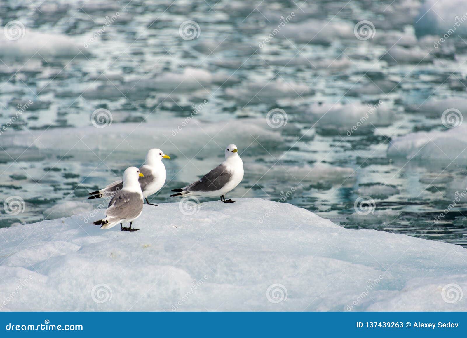 Seagull with Open Beak Sitting on the Ice Stock Image - Image of ...