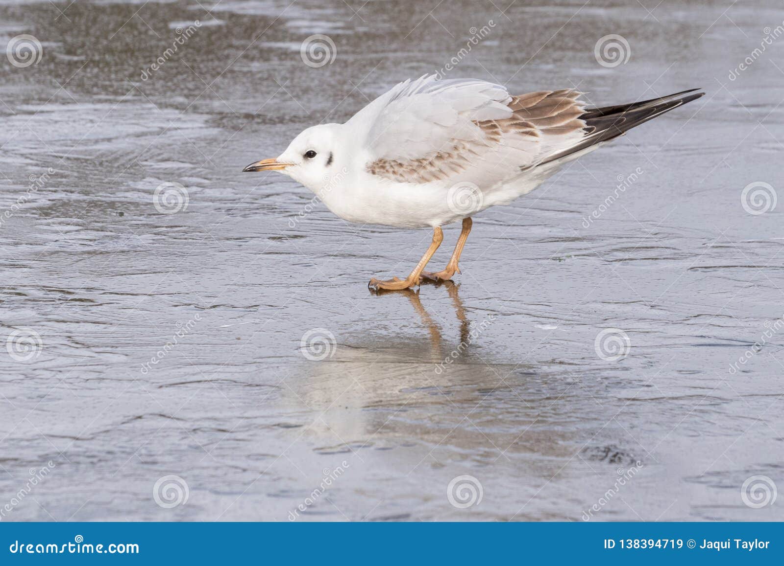 Seagull on ice stock image. Image of seagull, cold, bird - 138394719