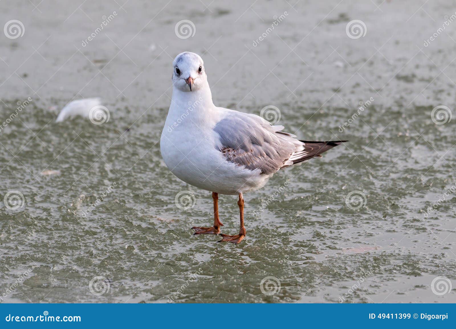 Seagull stock image. Image of clear, animal, background - 49411399